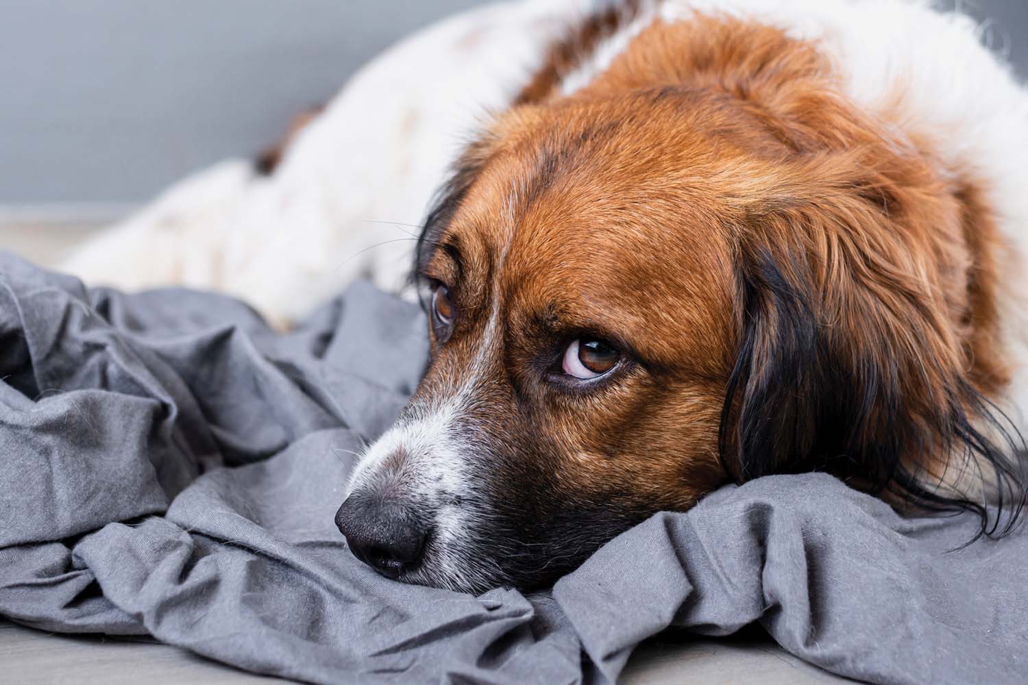 Pet tremendo? Veja o que pode ser e como tratar. Confira